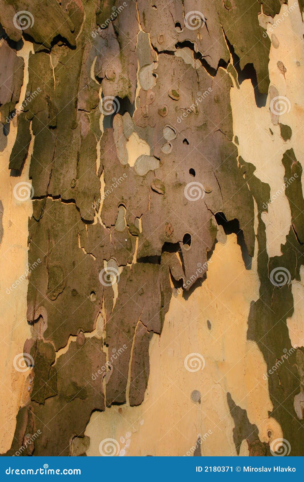 Crust on stem stock image. Image of wooden, rind, natural - 2180371