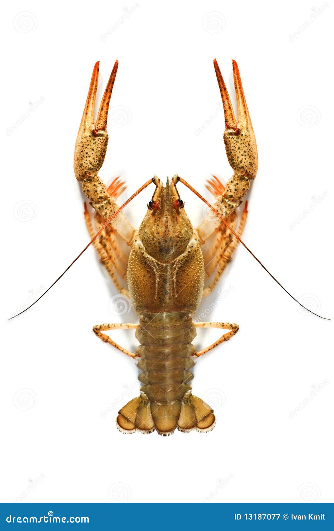 Crustacean stock image. Image of food, animal, shell - 13187077