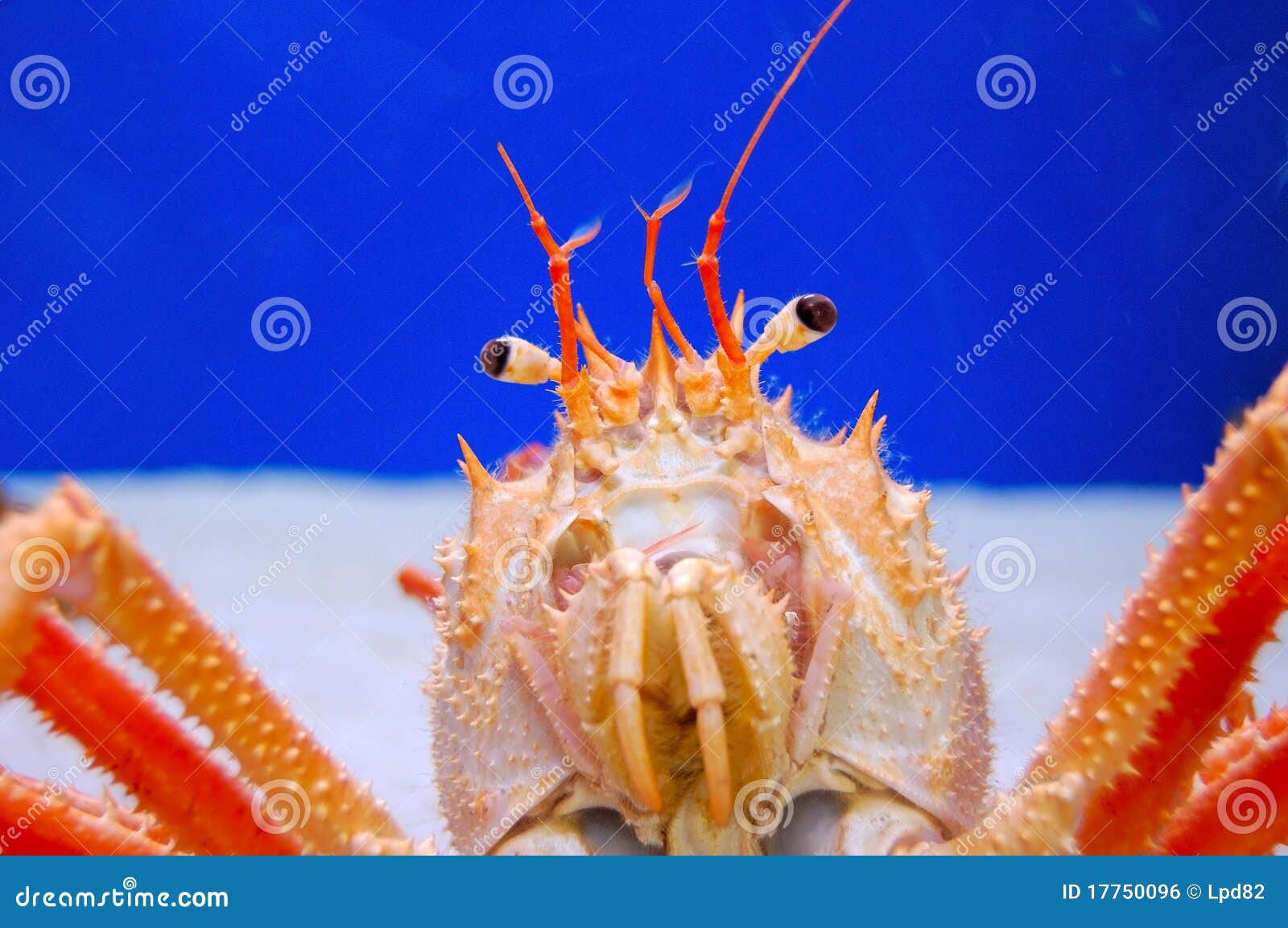 Crustacean stock photo. Image of animal, eyes, wildlive - 17750096