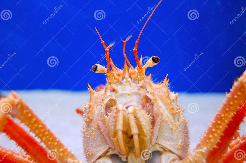 Crustacean stock photo. Image of animal, eyes, wildlive - 17750096