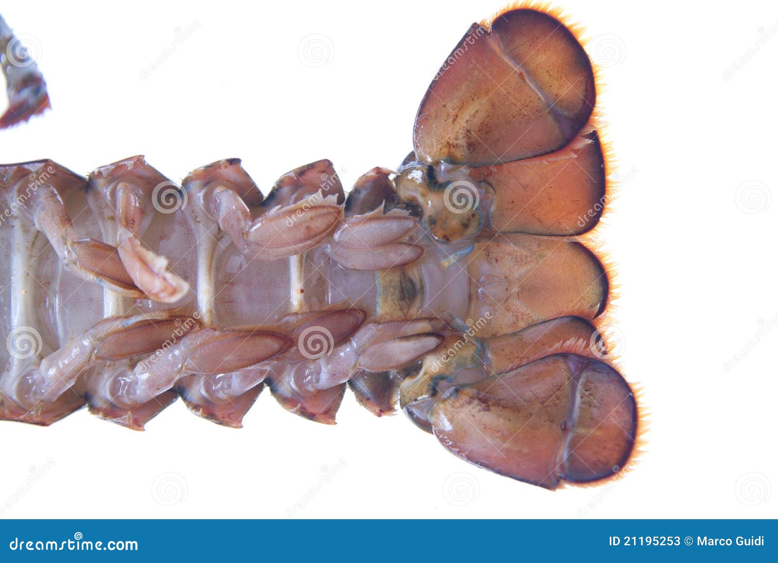 Crustacean stock image. Image of aphrodisiac, gourmand - 21195253