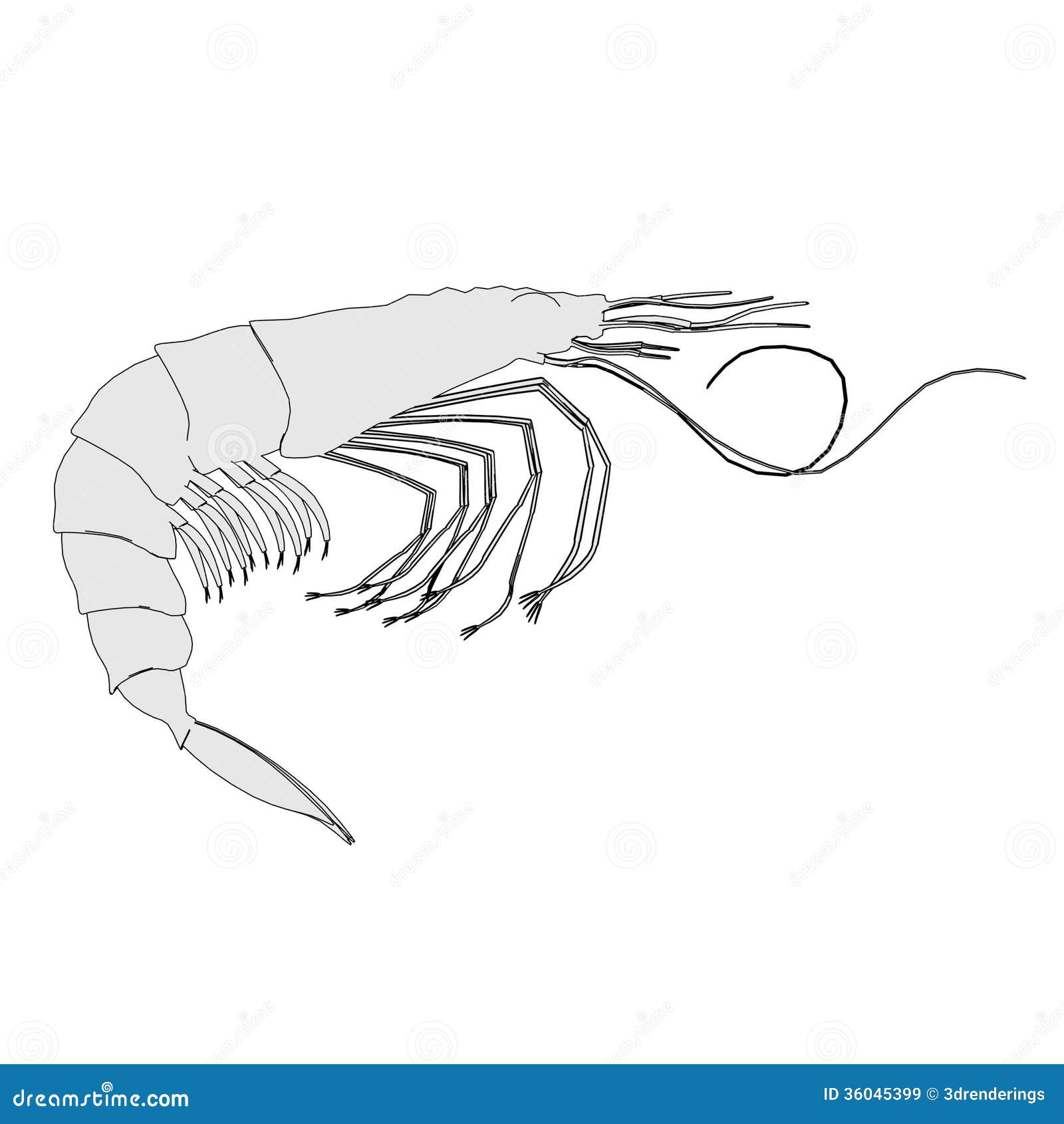 Crustaceans Drawing