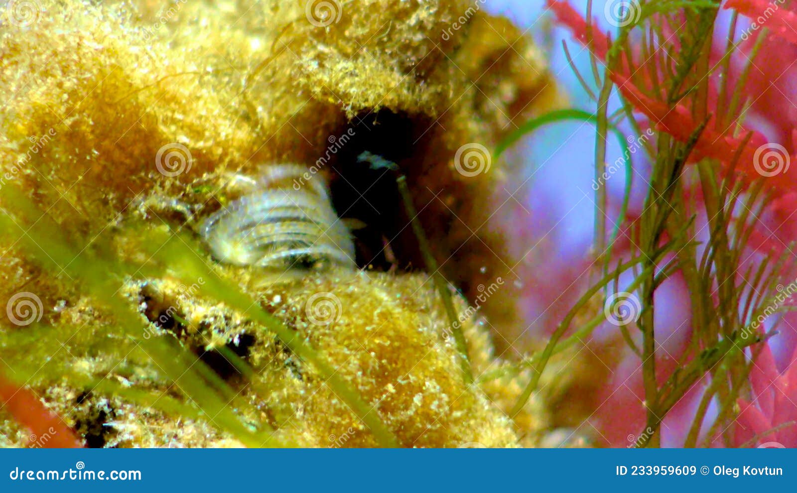 Crustacean Balanus Sp. Catches Plankton among Algae, Black Sea Stock ...