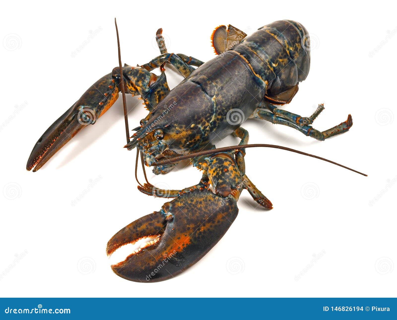 Crustacean - Blue Lobster stock photo. Image of decoration - 146826194