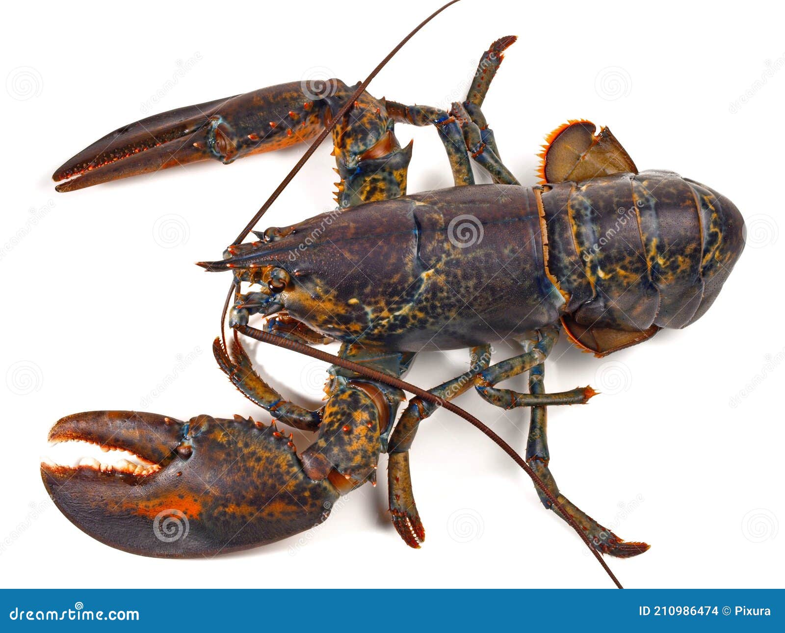 Crustacean - Blue Lobster stock photo. Image of dish - 210986474