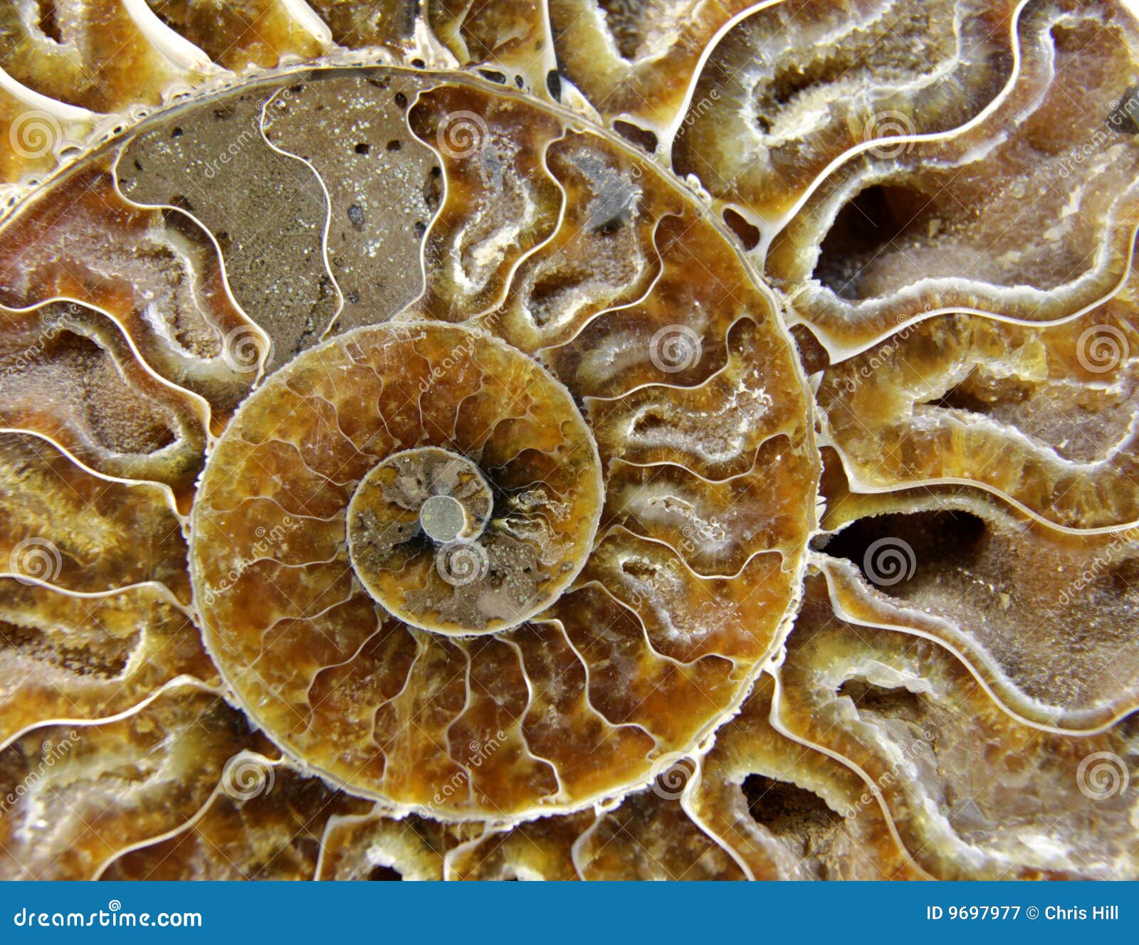 Crustacean Fossil stock image. Image of geological, fossil - 9697977