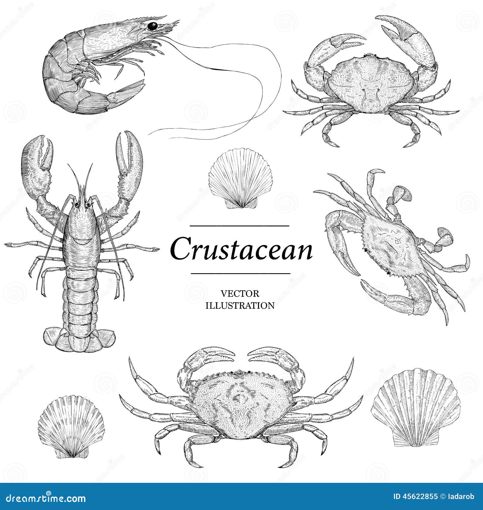 Crustacean Vector Crab Prawns Ocean Lobster And Crawfish Or Crayfish ...