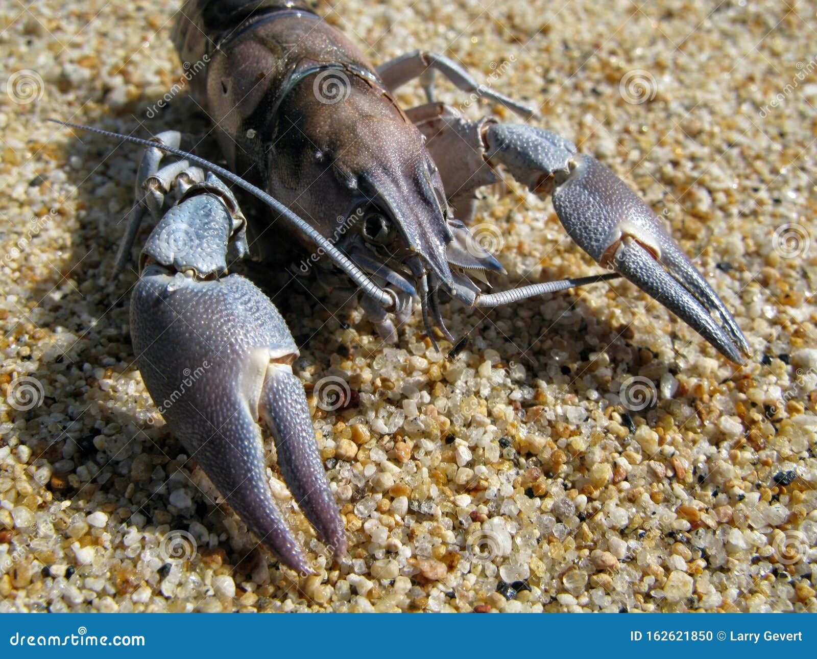 Crustacean Shell on the Beach Stock Photo - Image of fish, entrap ...