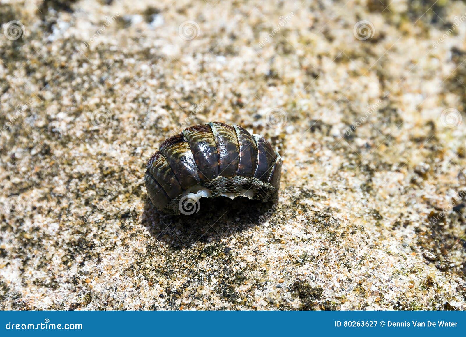Crustaceans shell stock image. Image of beach, mollusk - 80263627