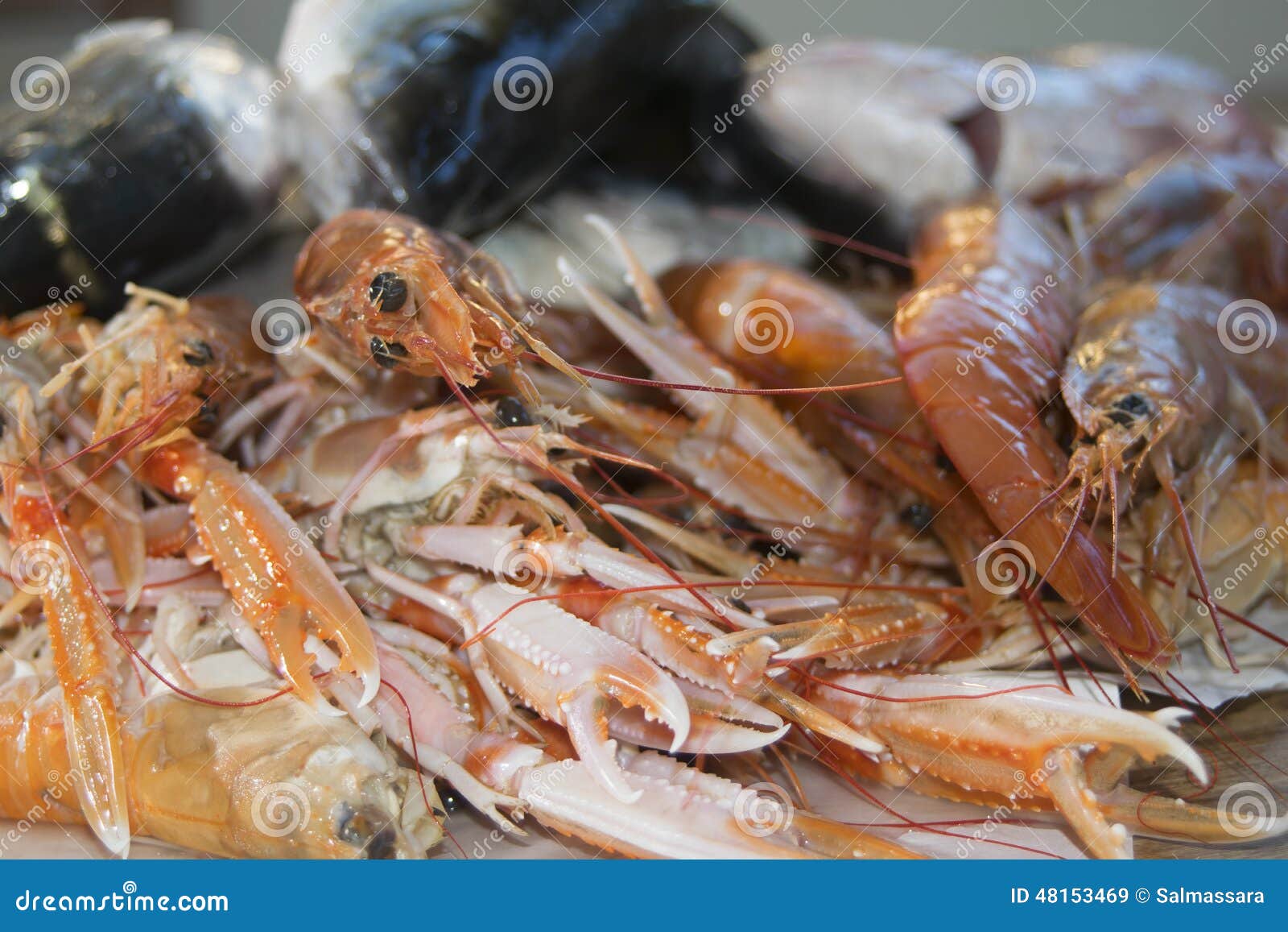 Crustaceans stock image. Image of mollusk, bluefish, mollusc - 48153469