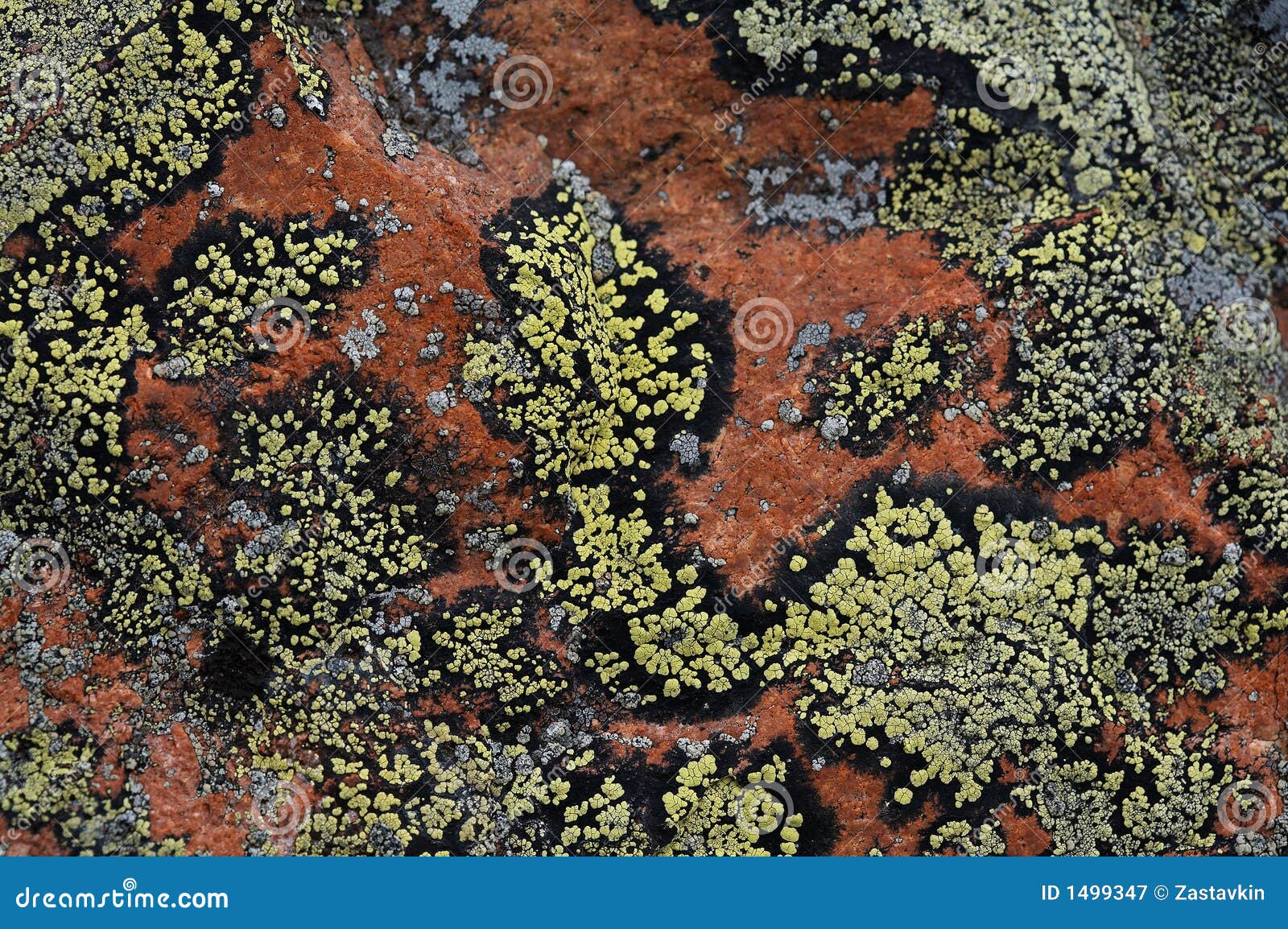 Fruticose Lichen Under Microscope