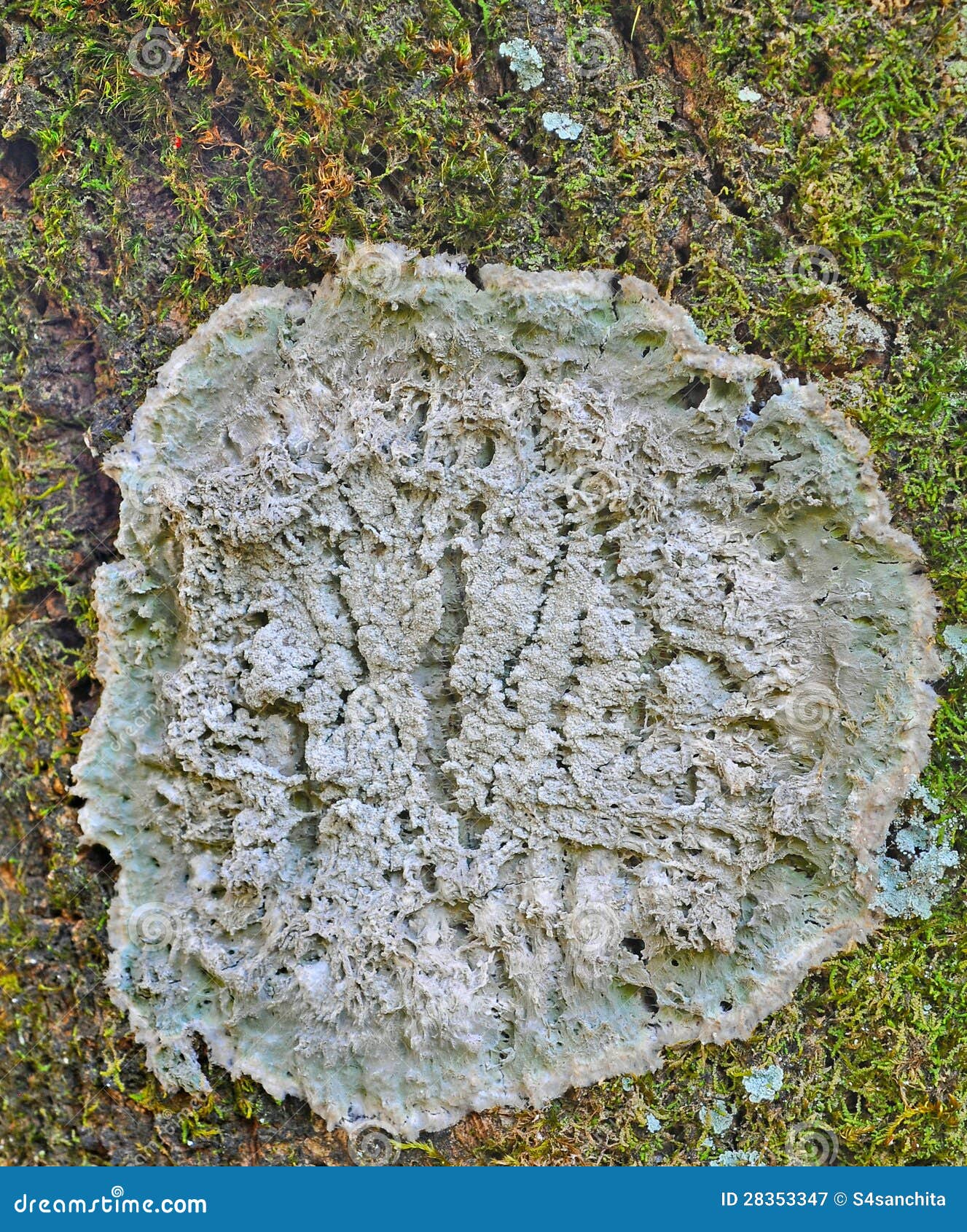Crustose Lichen Community - Landscape Diversity Stock Photo ...