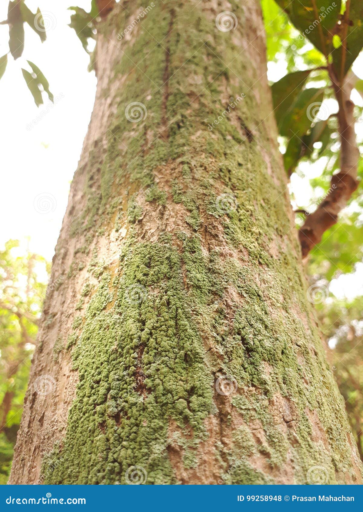 Crustose lichen stock photo. Image of tree, lichen, green - 99258948