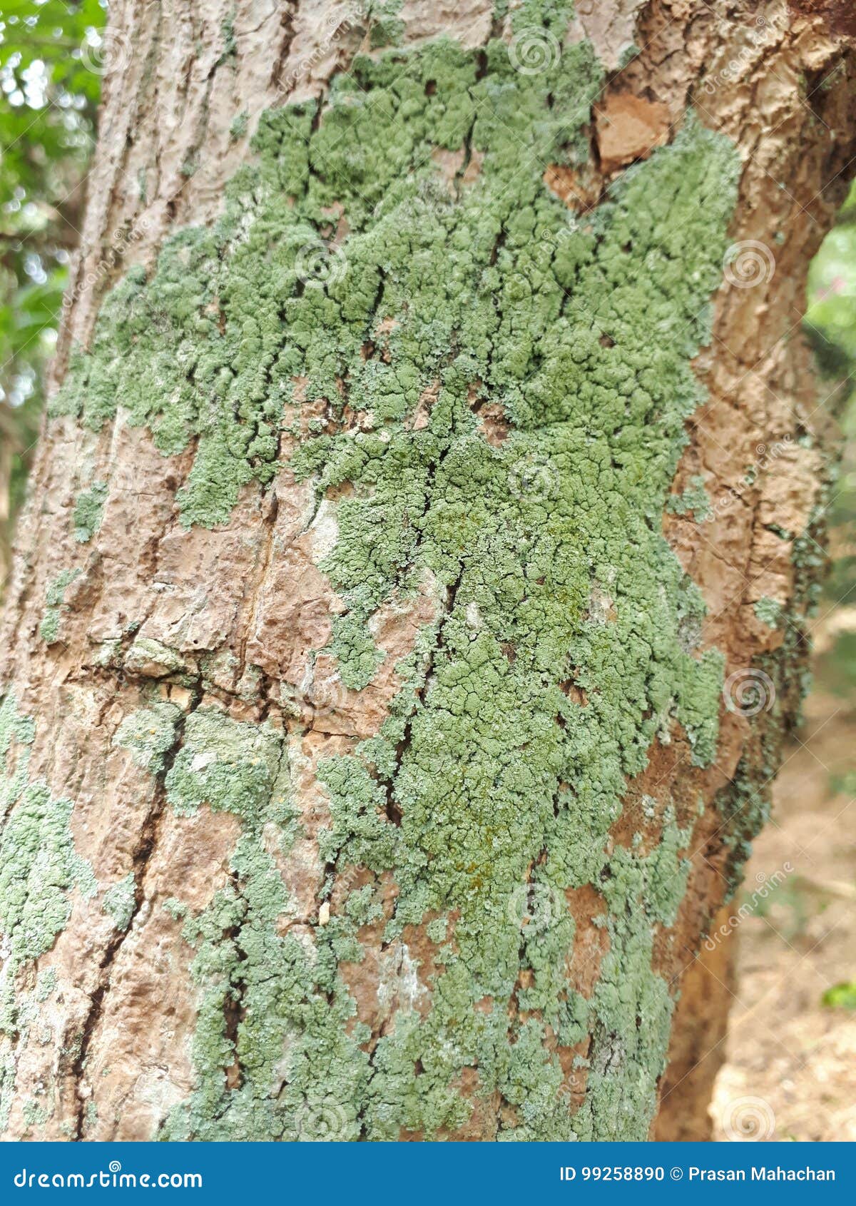 Crustose lichen stock photo. Image of tree, thailad, report - 99258890