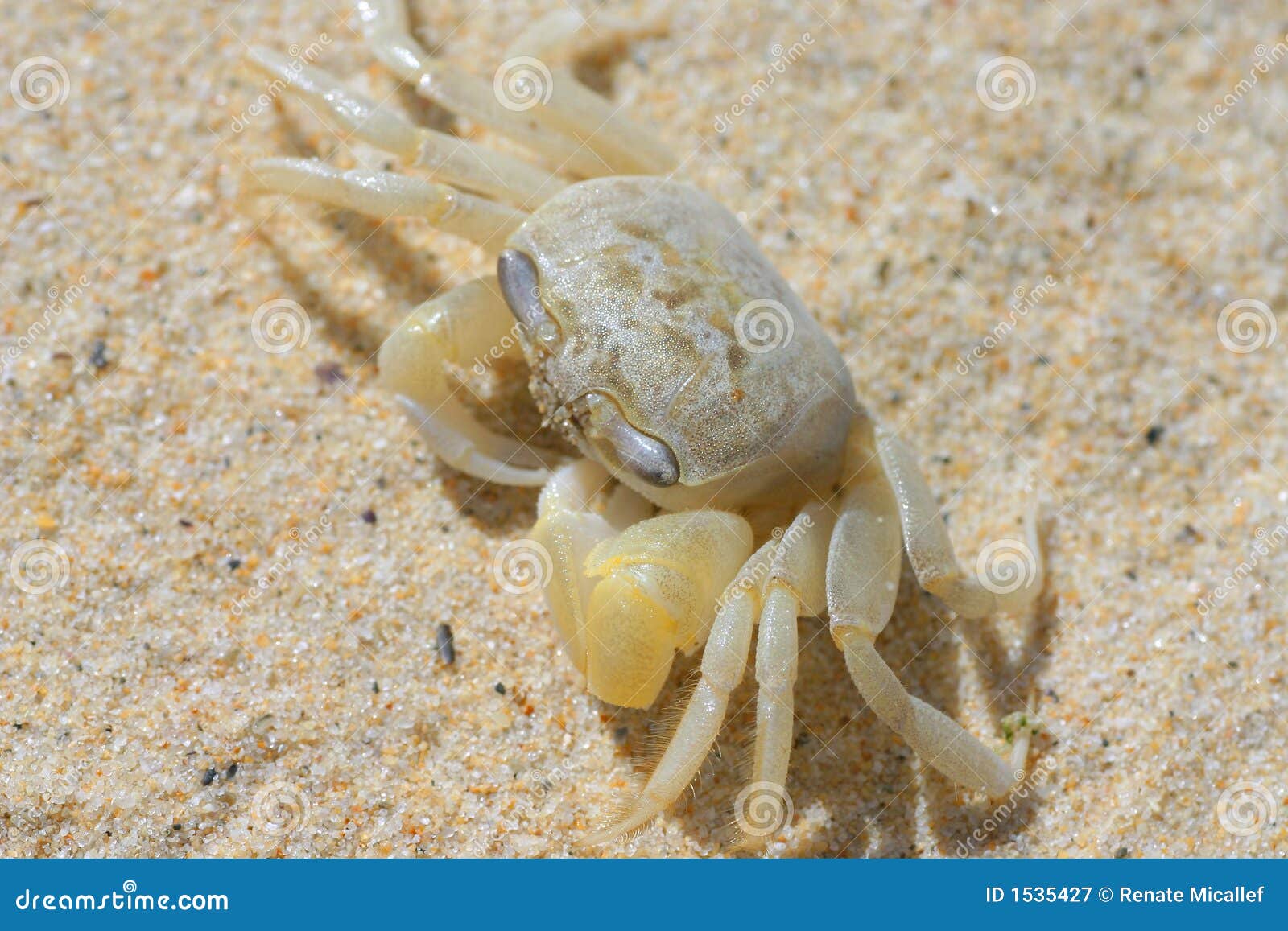 Crusty Crab stock image. Image of vacation, sunshine, surf - 1535427