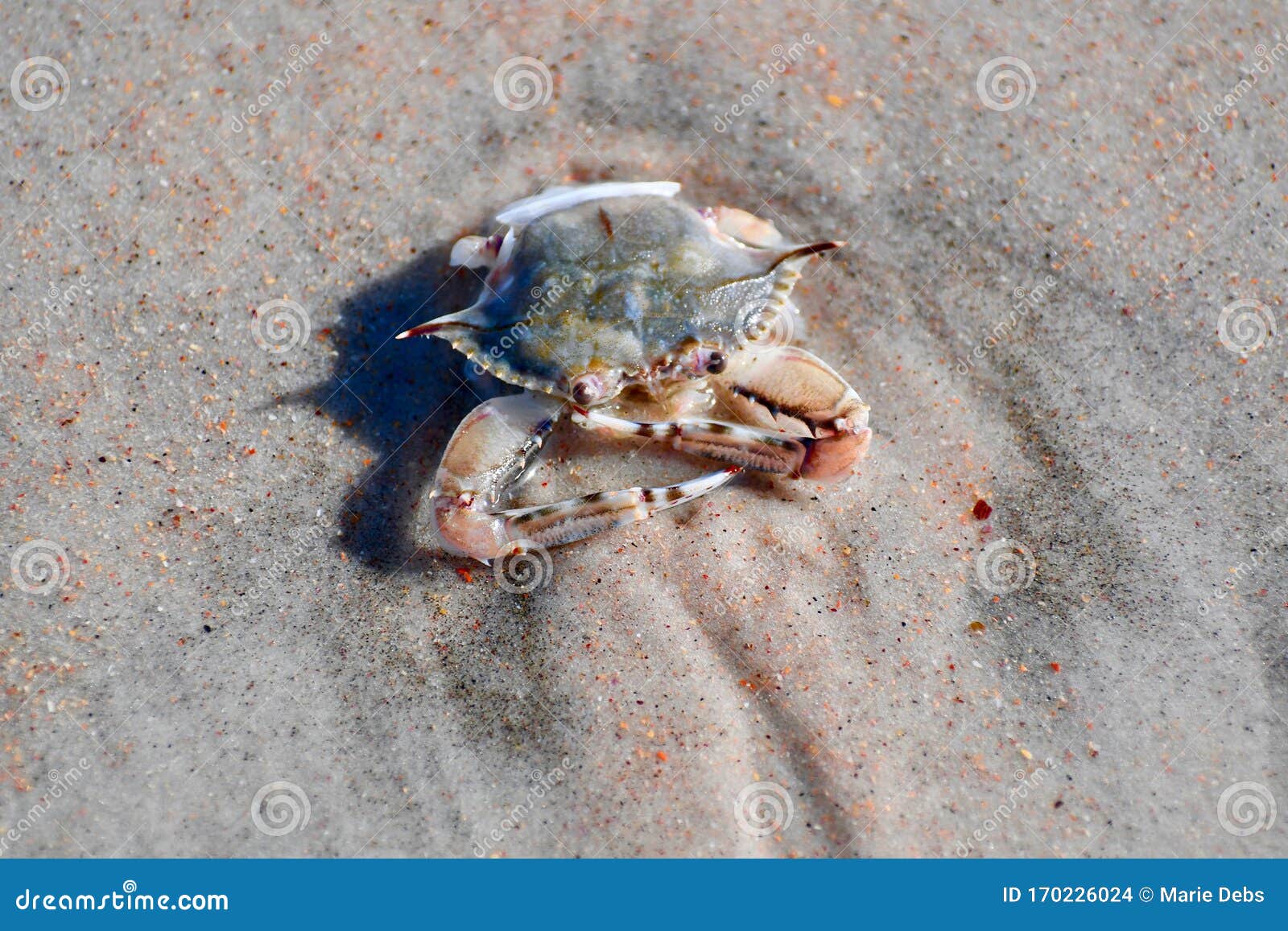 A Crusty Crab on the Beach stock photo. Image of sealife - 170226024