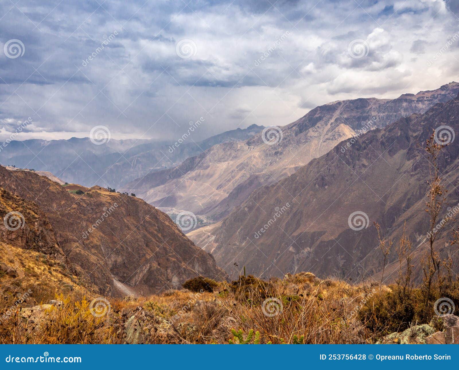 Condor At Colca Canyon Sitting,Peru,South America. This Is A Condor The ...