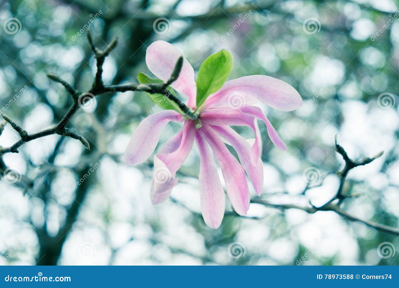 Cruz Rosada Del Flor De La Magnolia Procesada Foto de archivo - Imagen ...