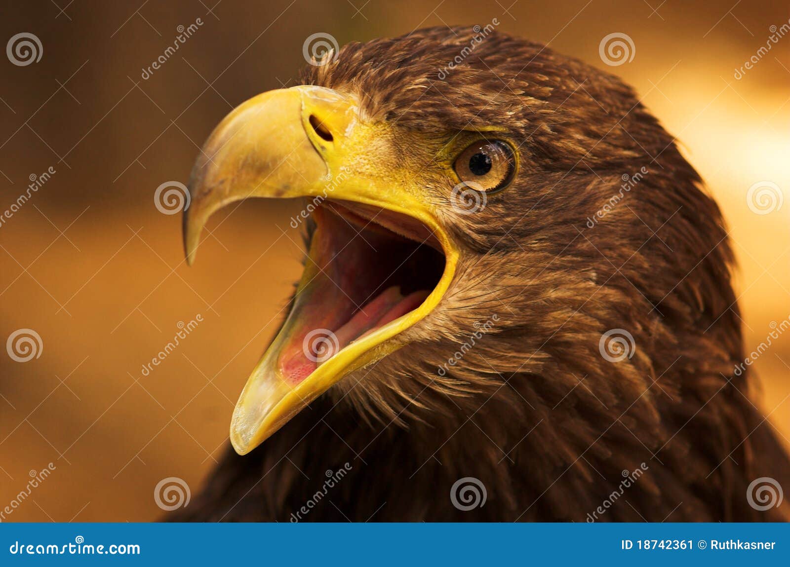 Cry eagle stock image. Image of power, gaze, birdlife - 18742361