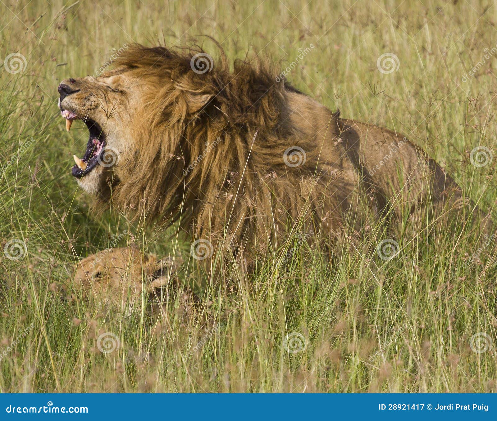 The Cry of the Lion in Love Stock Image - Image of happy, kenya: 28921417