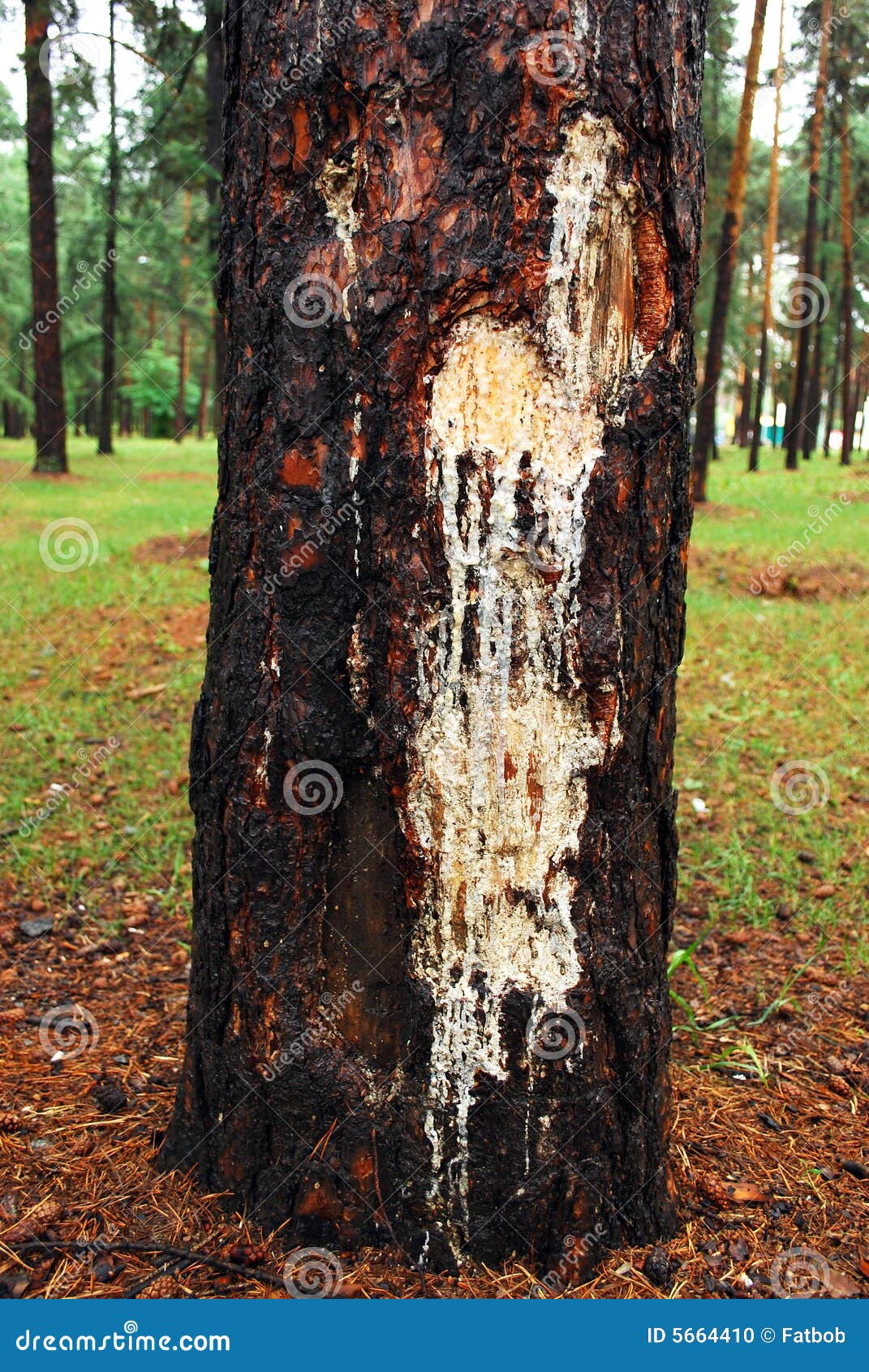 Cry tree stock photo. Image of forest, scar, bark, wood - 5664410
