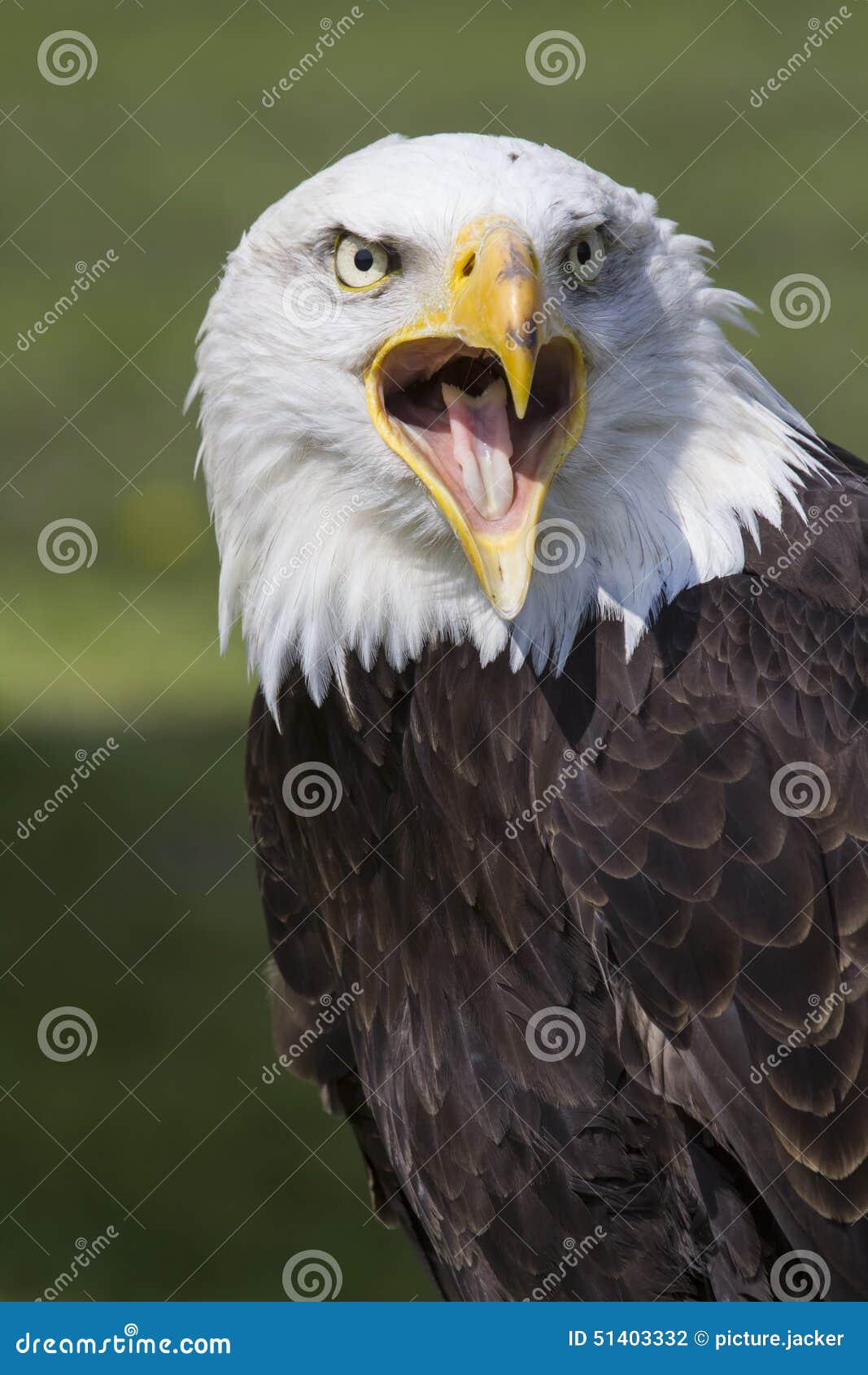 Murica Eagle Crying