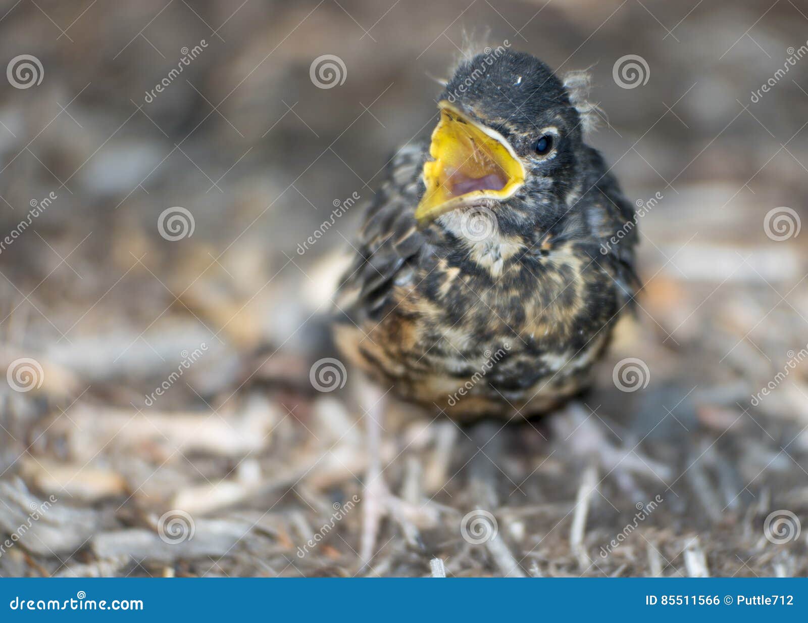 Crying Baby Robin stock photo. Image of fallen, nest - 85511566