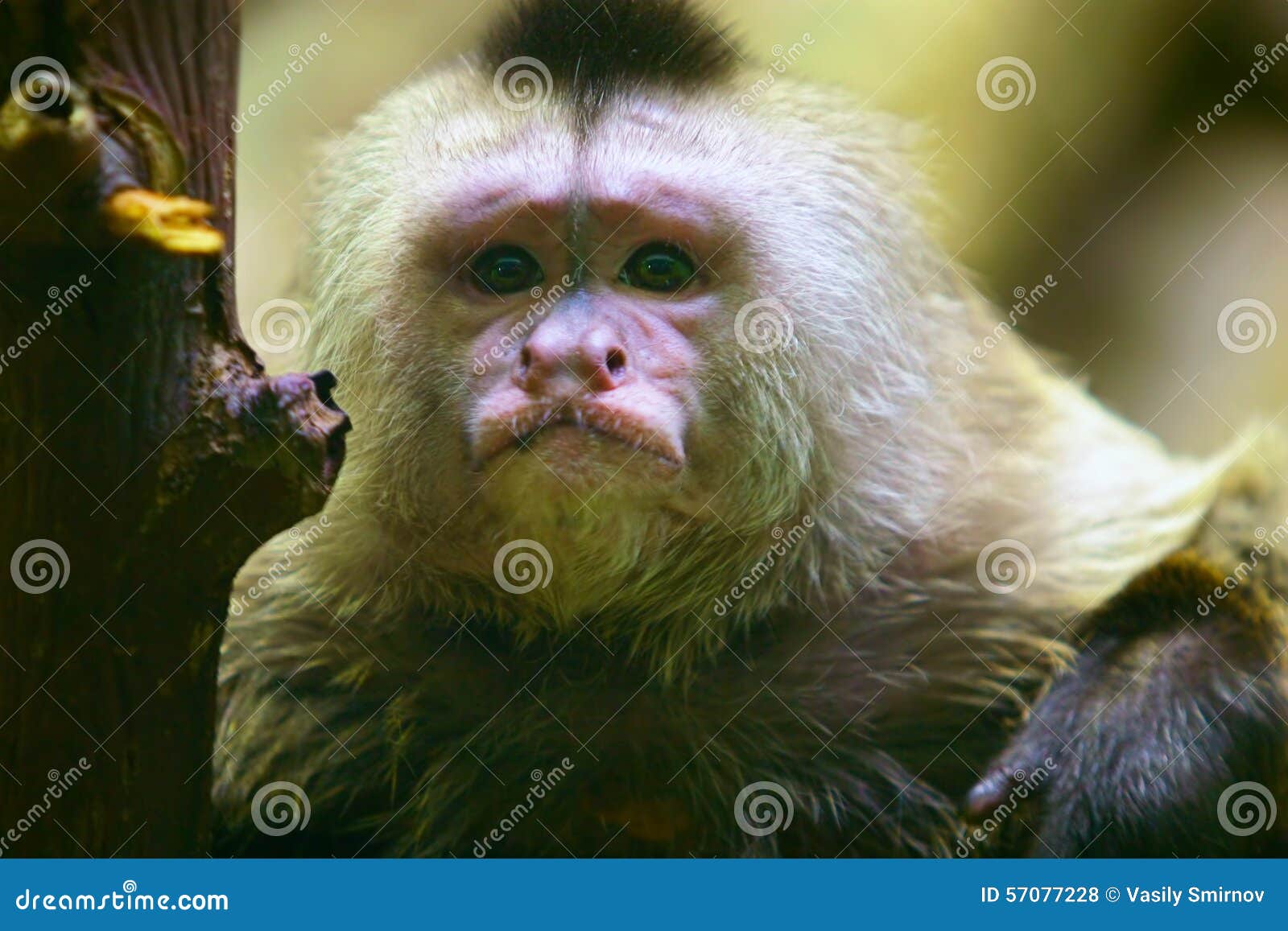 Crying capuchin stock photo. Image of expression, mammals - 57077228