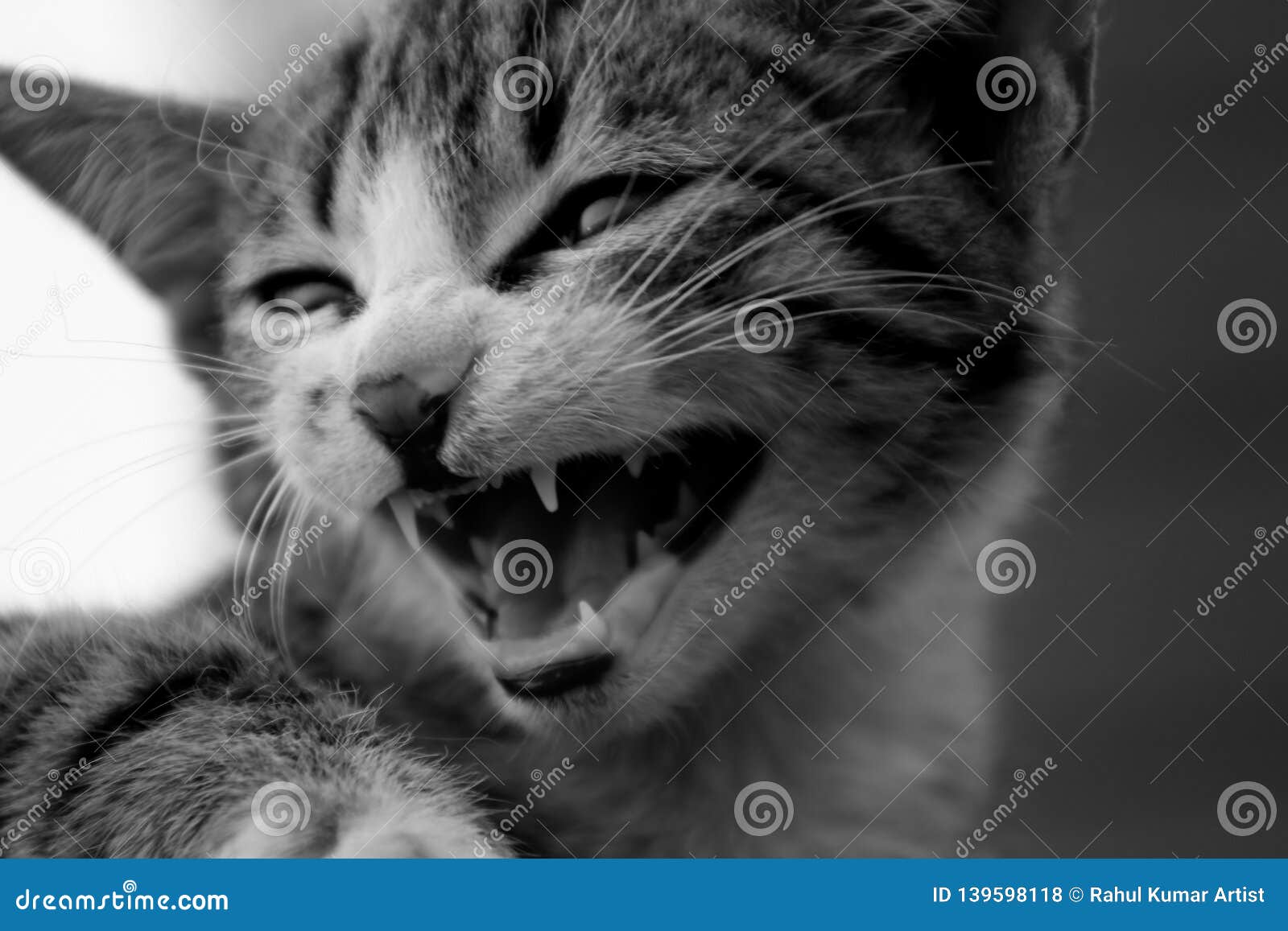 Crying cat stock photo. Image of crying, shoot, focus - 139598118