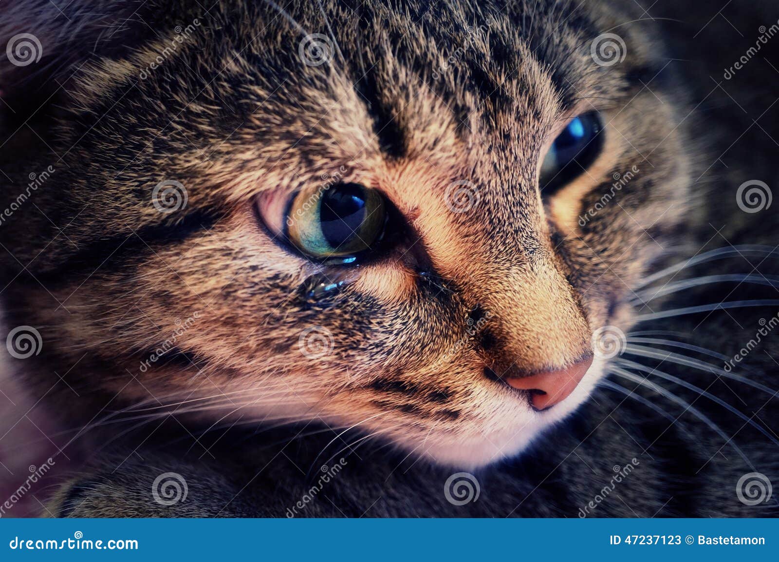 Crying cat stock image. Image of portrait, homeless, lugubrious - 47237123