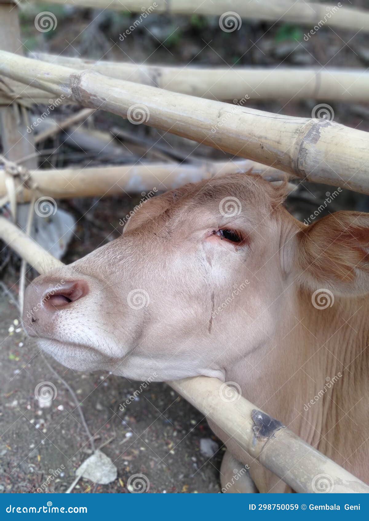 Tears of the Little Cow, Crying because the Broken Heart Maybe Stock ...