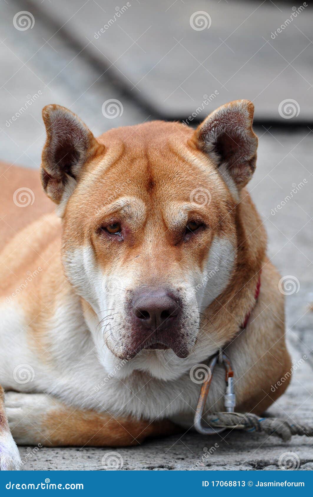 Crying dog stock image. Image of small, pedigreed, lying - 17068813