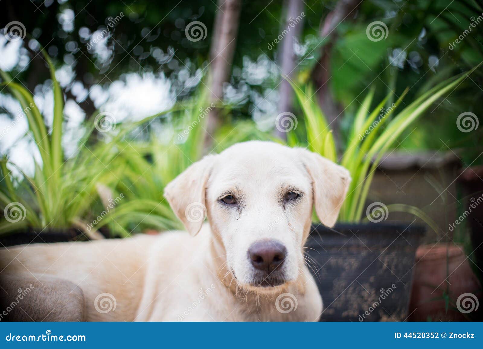 Crying dog stock photo. Image of close, summer, sadness - 44520352
