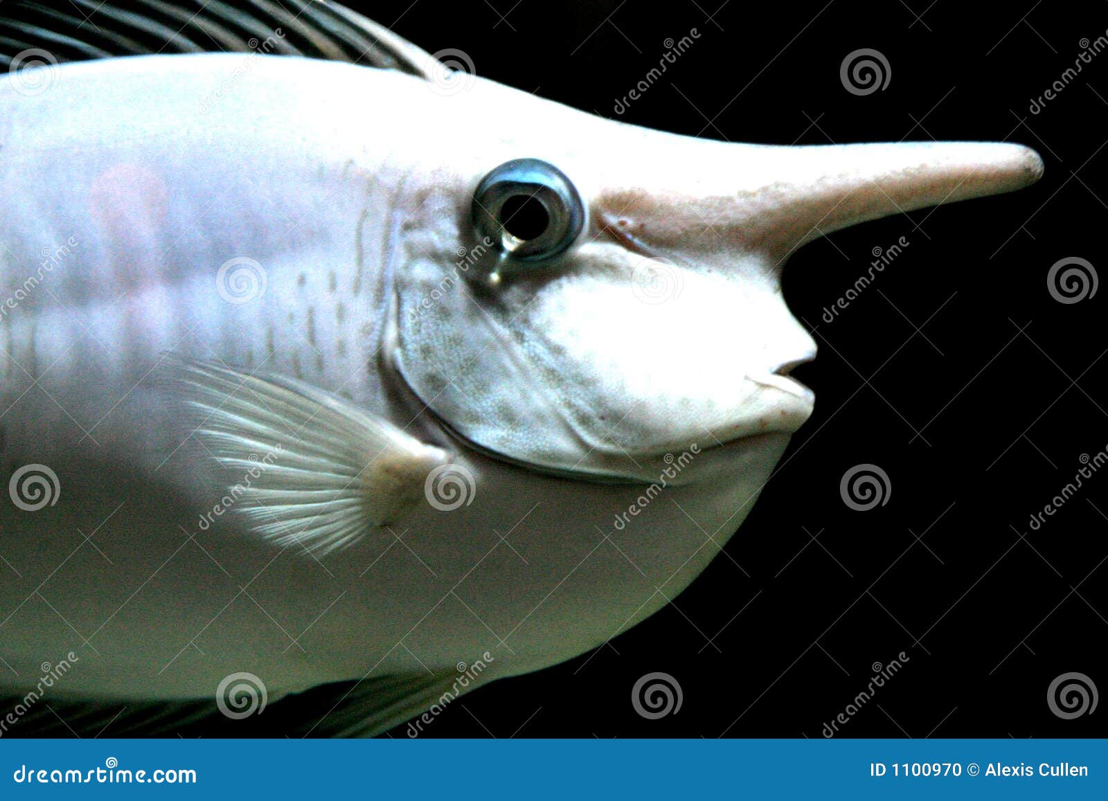 Crying Fish Stock Photo - Image: 1100970