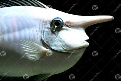 Crying Fish stock photo. Image of fish, swimming, nose - 1100970