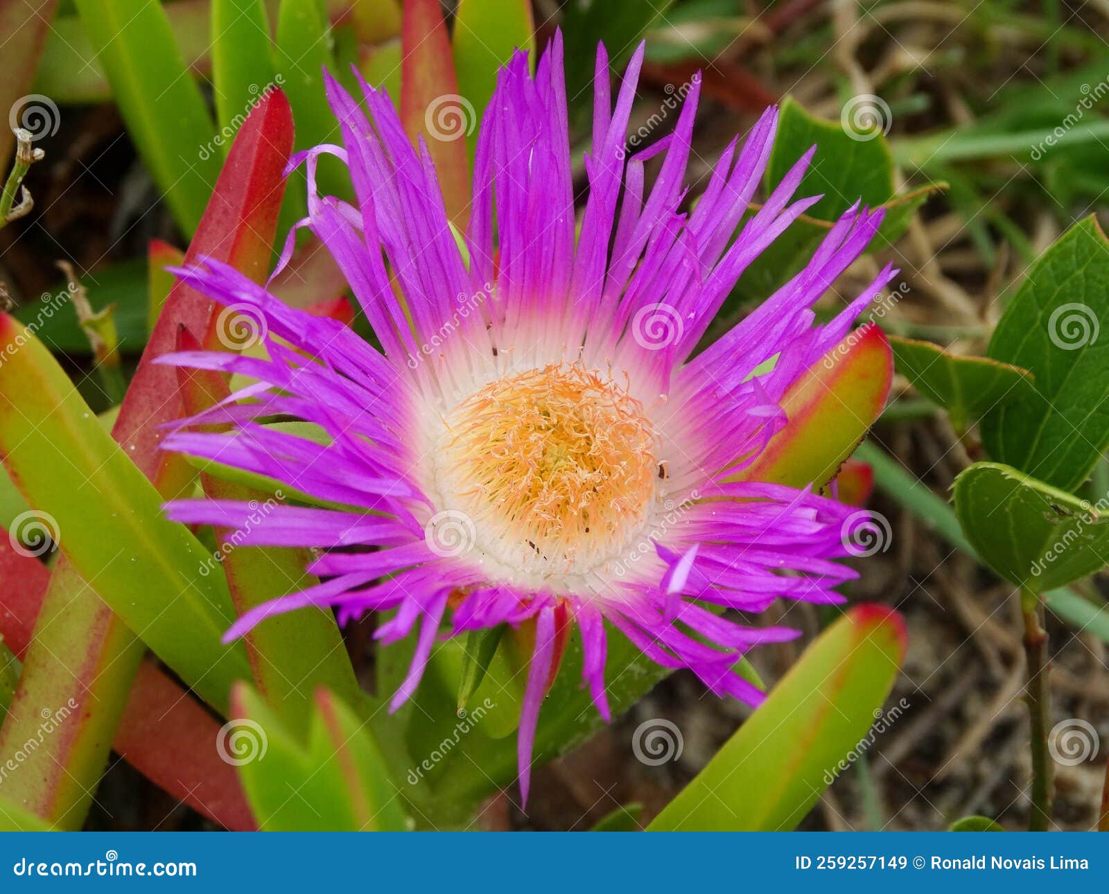 Crying Flower from the Beaches Stock Image - Image of nature, blossom ...