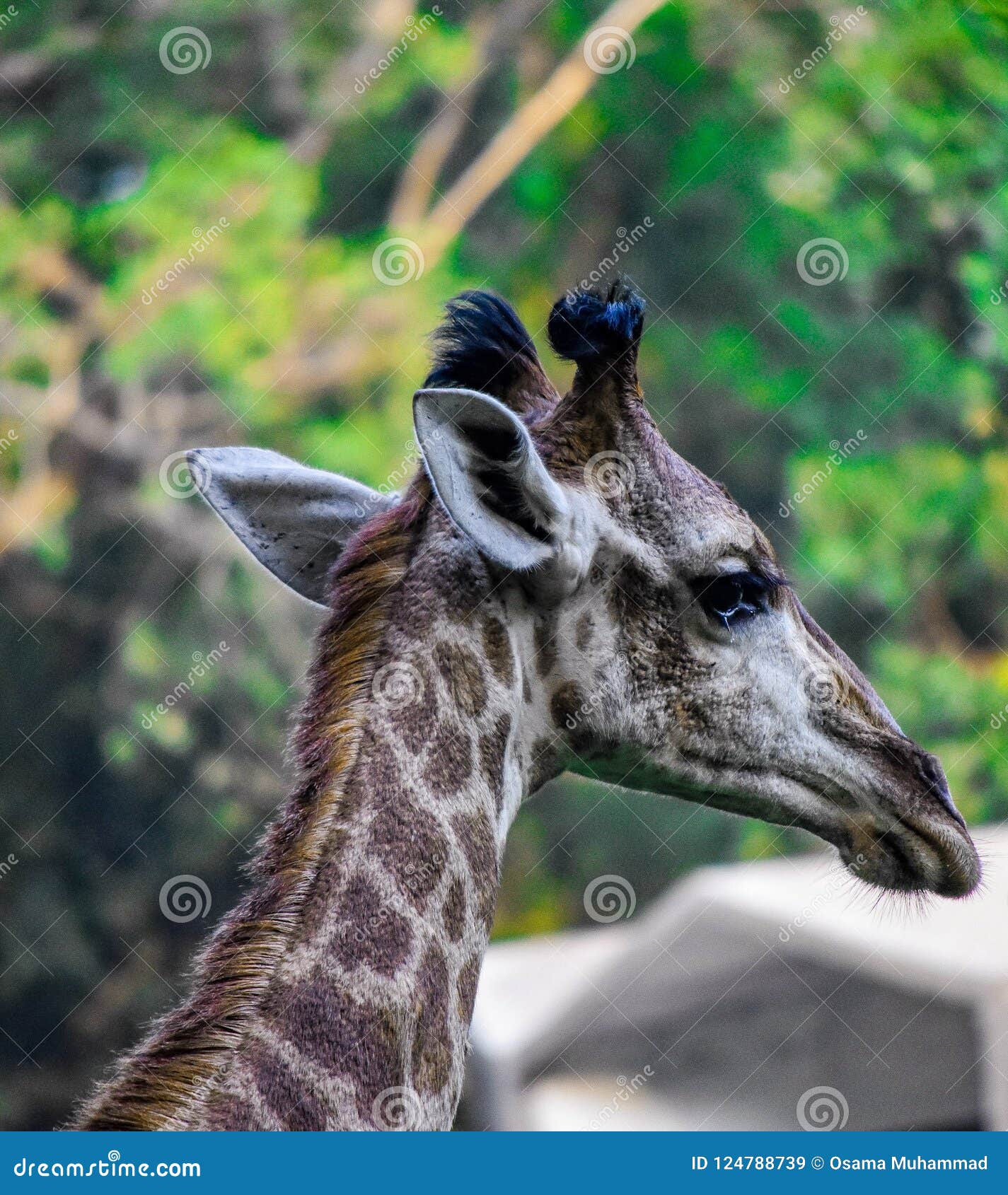 Girrafe stock image. Image of forest, green, girrafe - 124788739