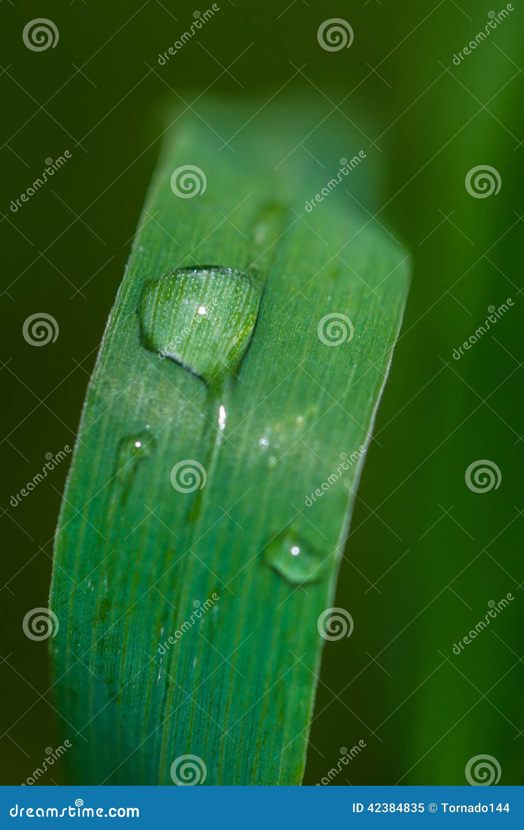 Crying grass stock image. Image of detail, field, foliage - 42384835