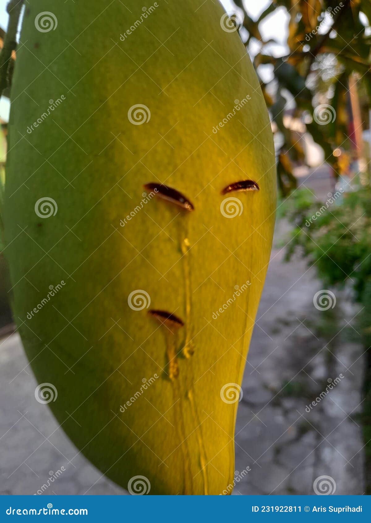 Crying halloween mango stock image. Image of carving - 231922811