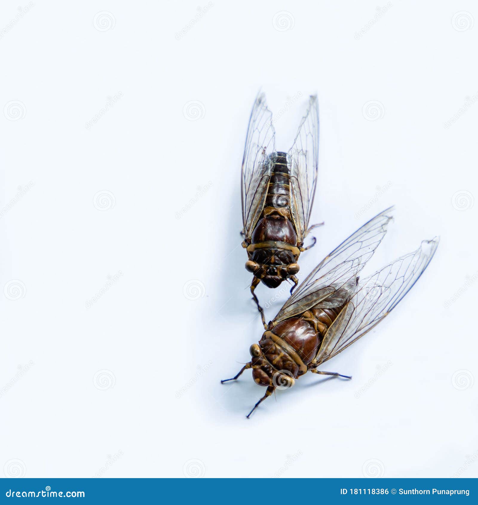 2 Cicada Heads Close Together on a White Background Stock Photo - Image ...