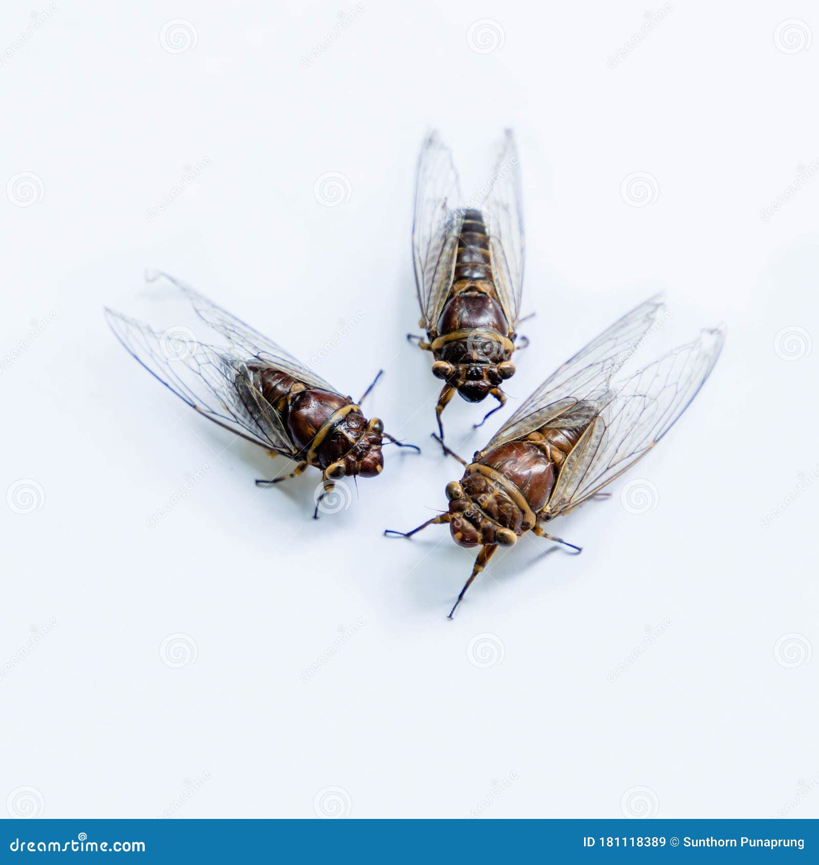 3 Cicada Heads Close Together on a White Background Stock Image - Image ...
