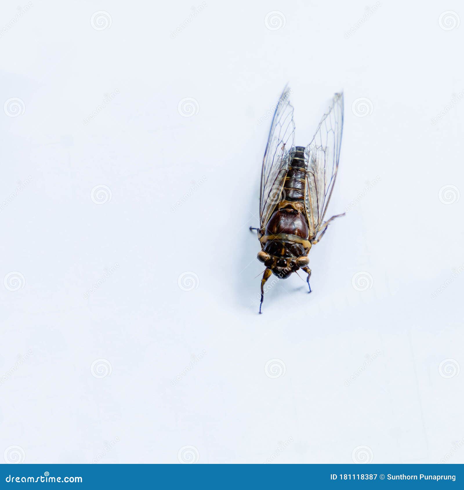 Cicada Young on a White Background Stock Image - Image of copy, cicada ...