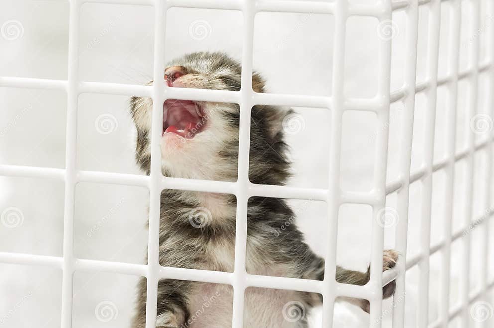 Crying kitten stock photo. Image of mammals, furry, mammal - 25791598