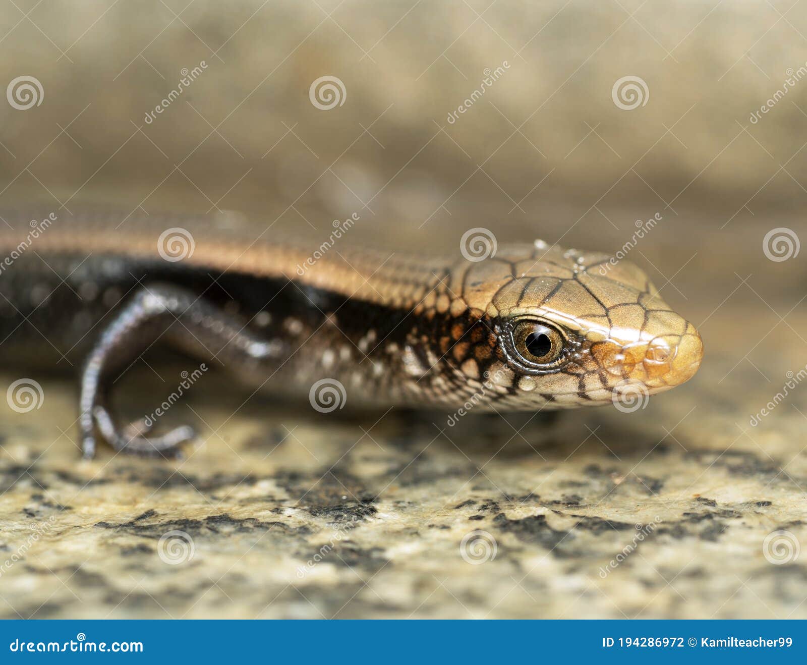 Crying Lizard with Tears on Eye Stock Photo - Image of wildlife, crying ...