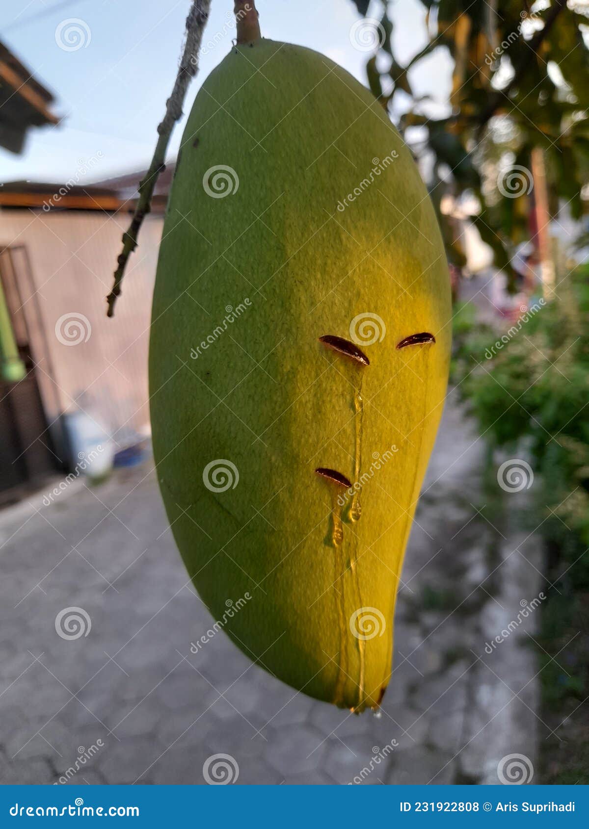 Crying Mango Stock Photos - Free & Royalty-Free Stock Photos from ...
