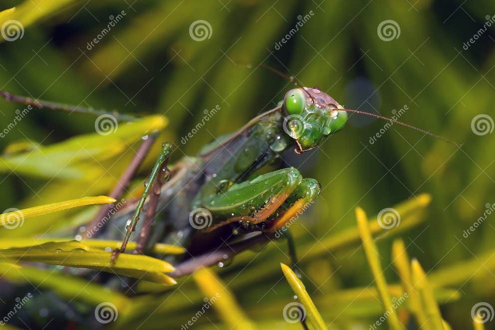 Crying mantis stock image. Image of insect, close, closeup - 1486373