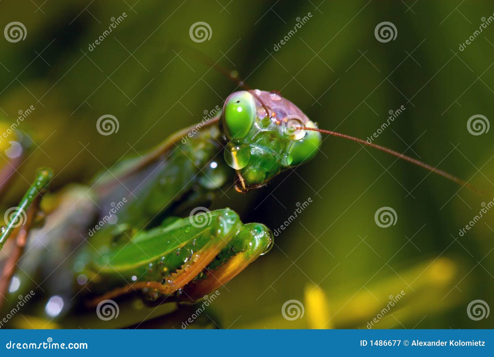 Crying mantis stock image. Image of insect, drop, mantis - 1486677