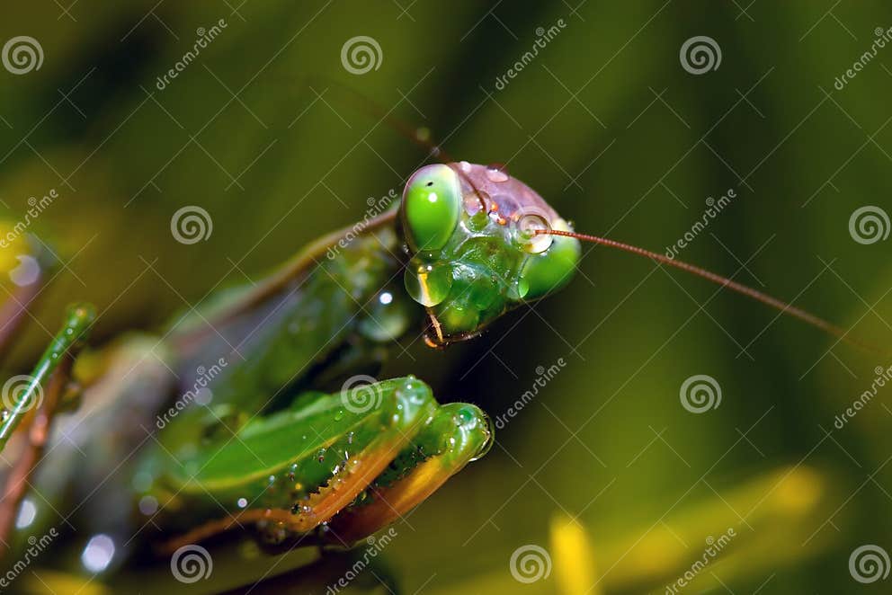 Crying mantis stock image. Image of insect, drop, mantis - 1486677