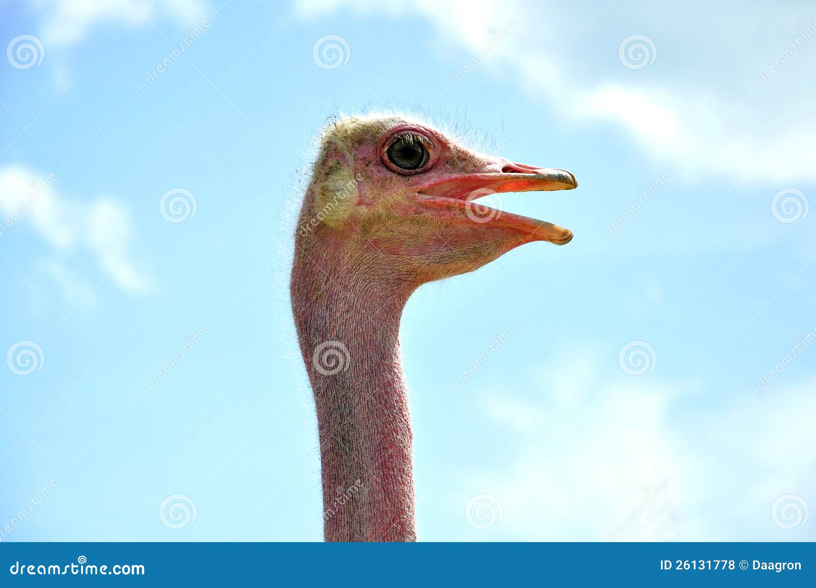 Crying ostrich stock photo. Image of south, mouth, africa - 26131778