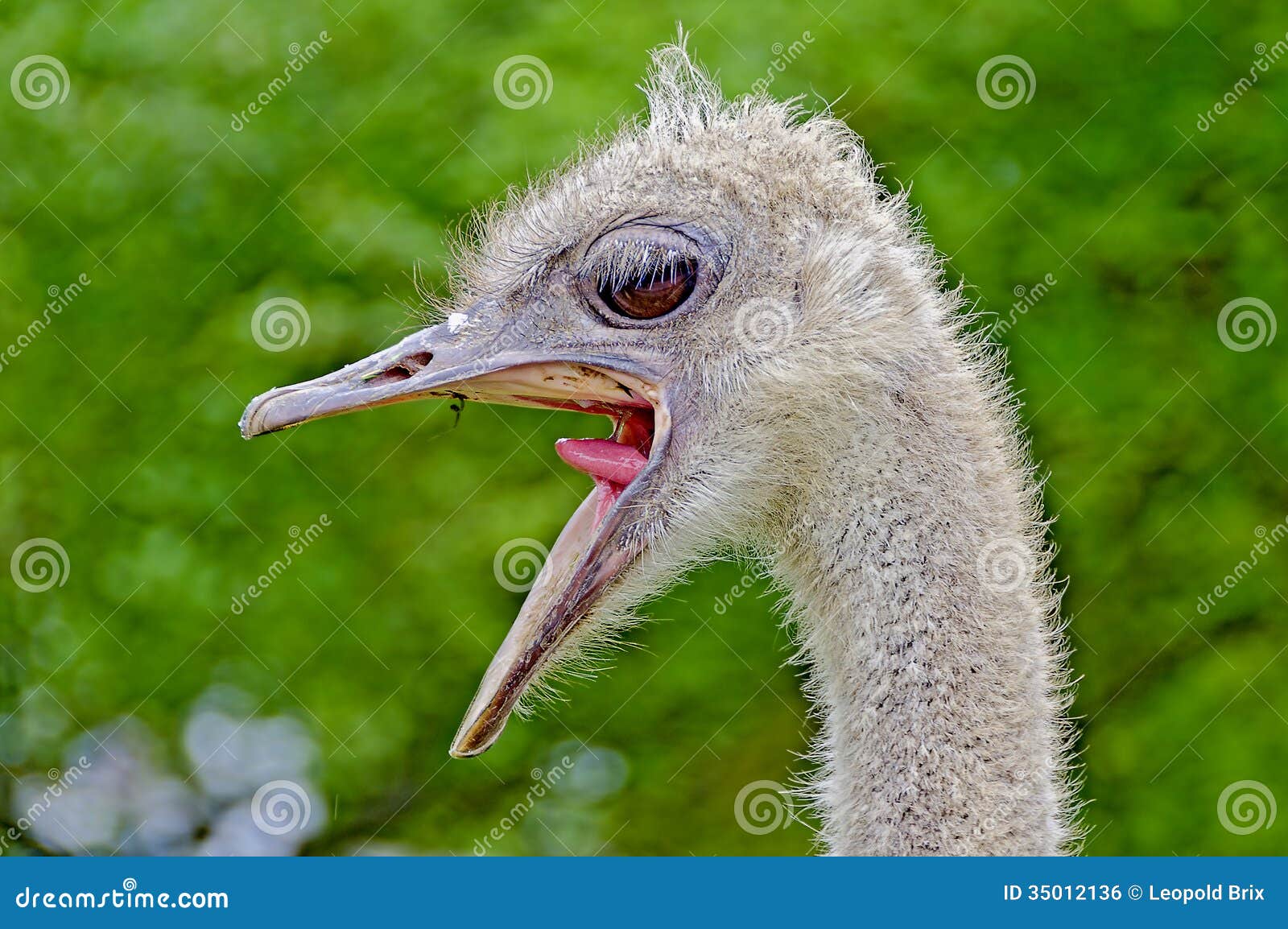 A crying ostrich stock photo. Image of ratite, anger - 35012136